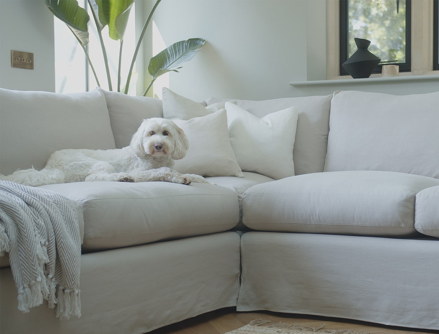 Pet Friendly Sofas and Cleaning | Darlings of Chelsea